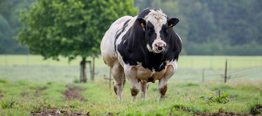 Belgian Blue Group Site – The Solution