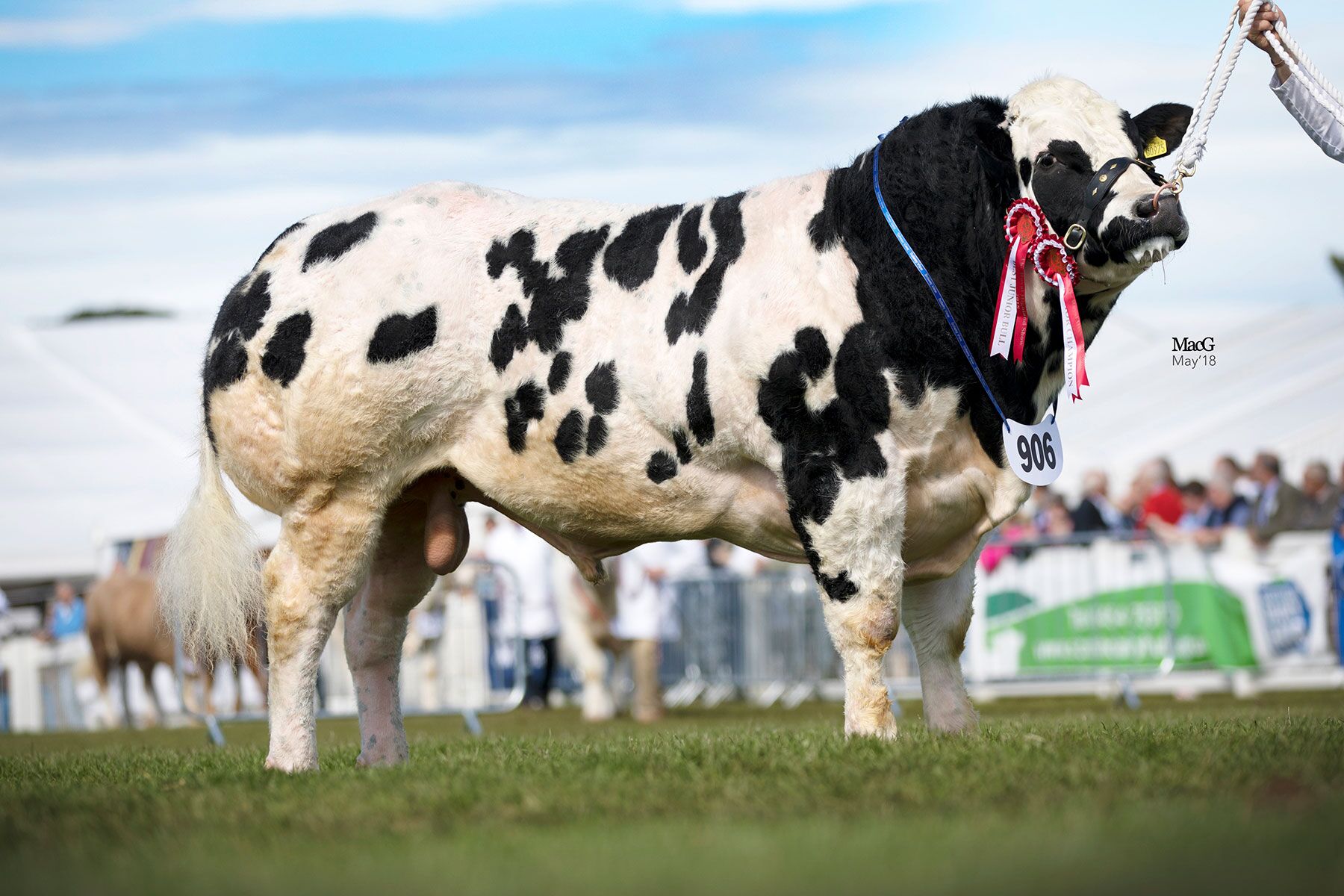 SOLWAY VIEW LUCIFER - Belgian Blue Group