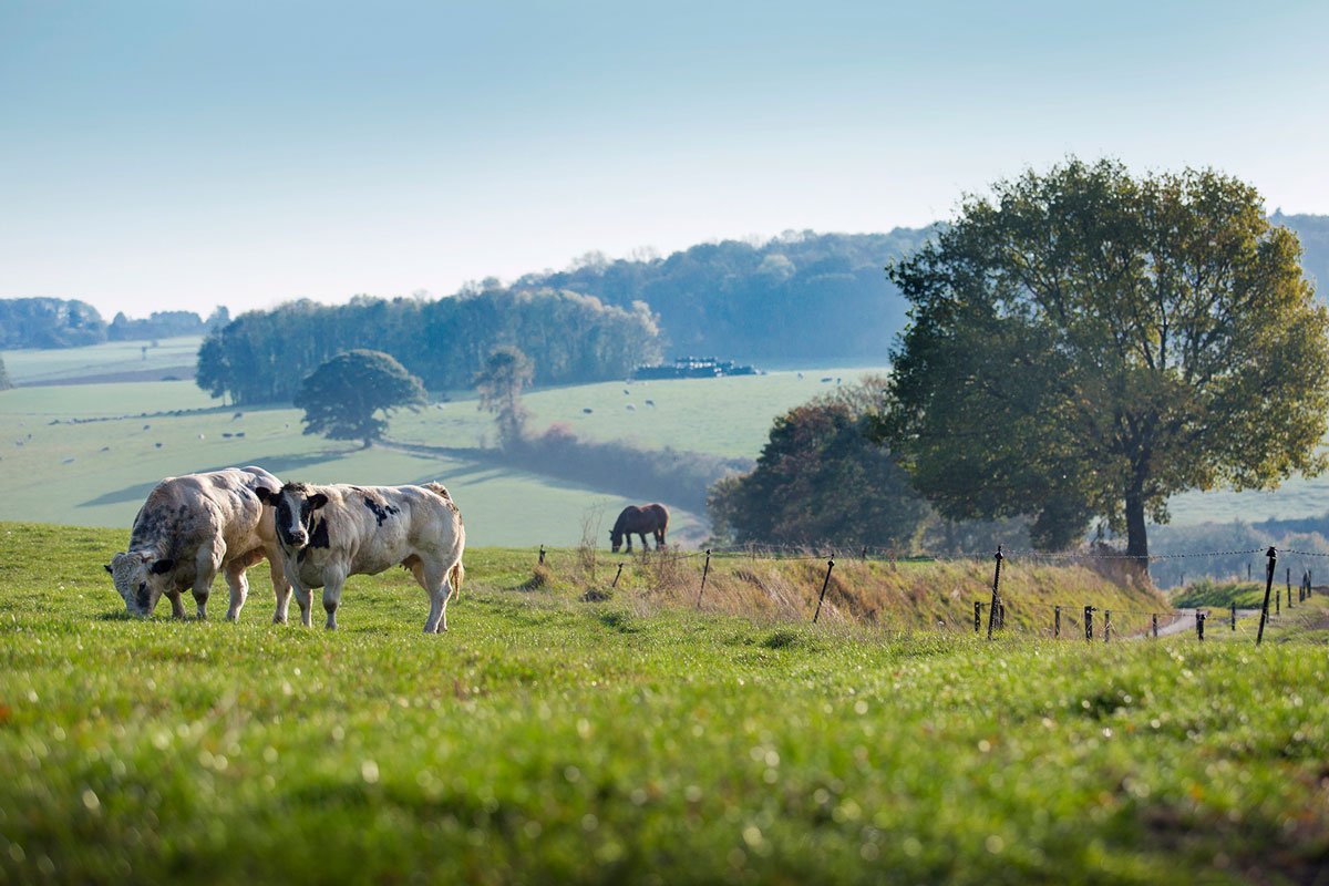 Belgian Blue Group Site – The Solution