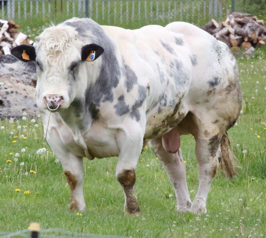 AZGHAN DES VOLEES - Belgian Blue Group