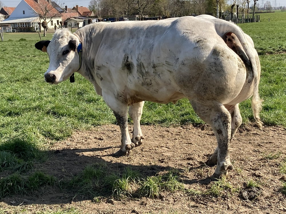 awé - Association Wallonne des Eleveurs - Liste des taureaux viandeux